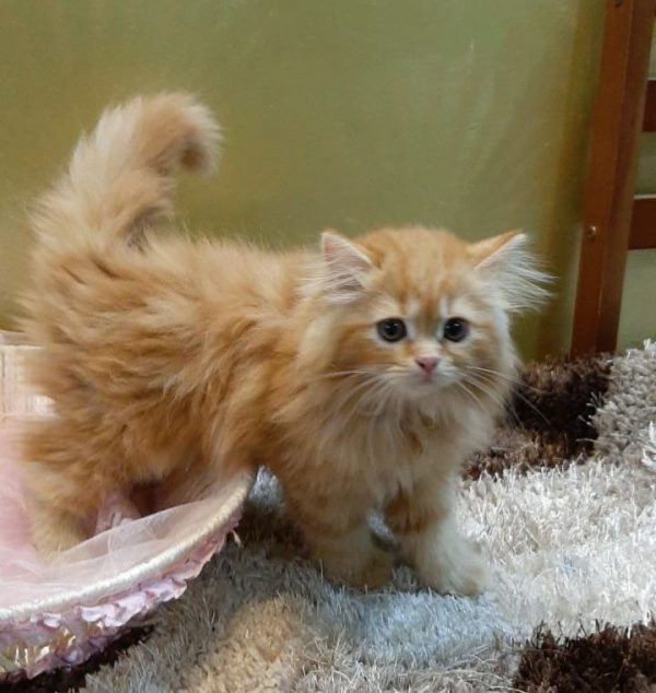 Cats and kittens for sale in Delhi - Best Baby kittens for Sale.