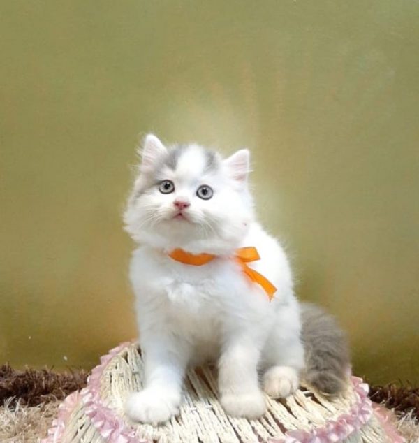 Cats and kittens for sale in Delhi - Best Baby kittens for Sale.