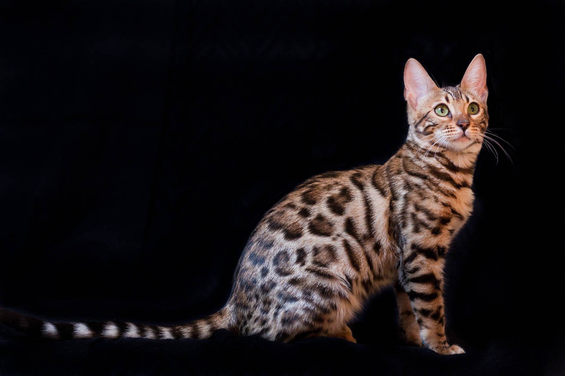 Online cats and kitten for sale in Delhi and global India.